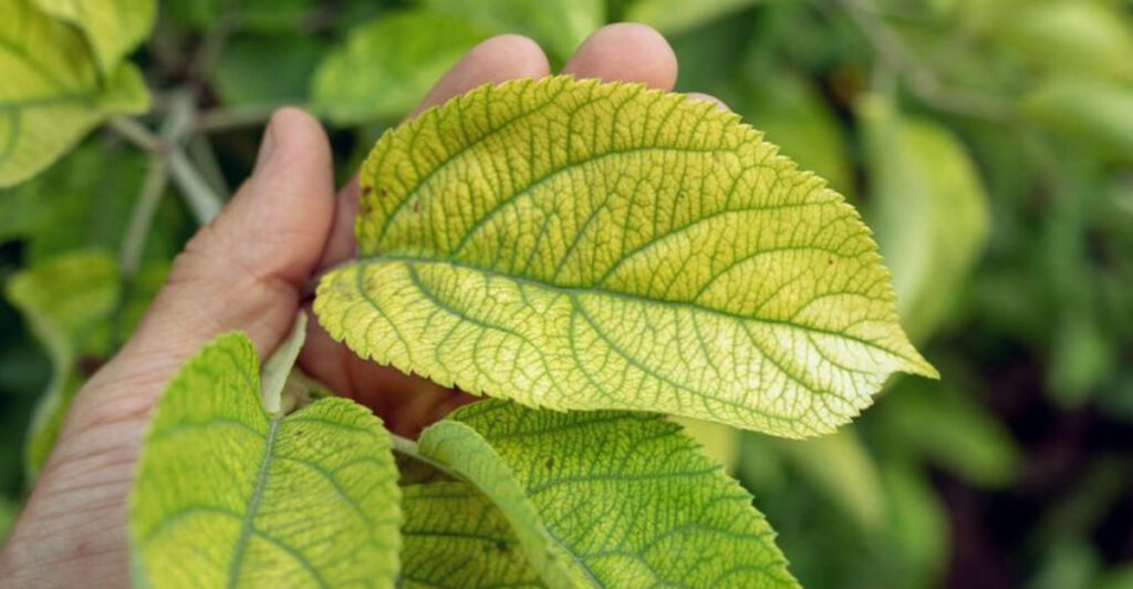 19 Signs Your Soil Needs Help (And What to Do About It) - Complete ...