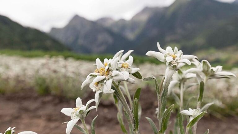 20 Alpine Flowers That Create A Mountain Garden Vibe - Complete Gardening
