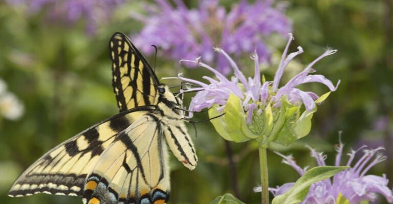 20 American Wildflowers That Will Thrive in Your Backyard Garden ...