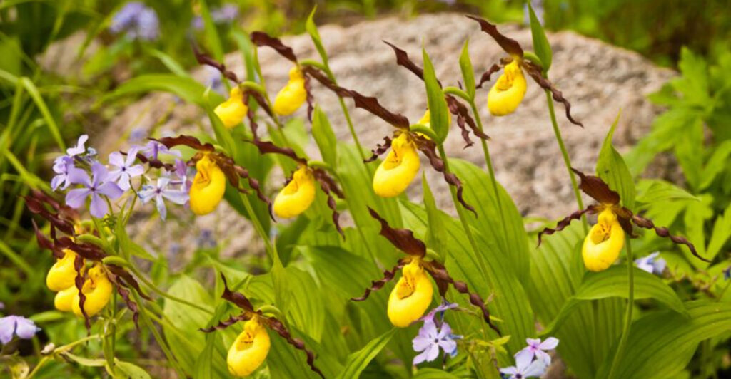 20 Expensive Flowers That Will Ruin Your Garden’s Charm - Complete ...