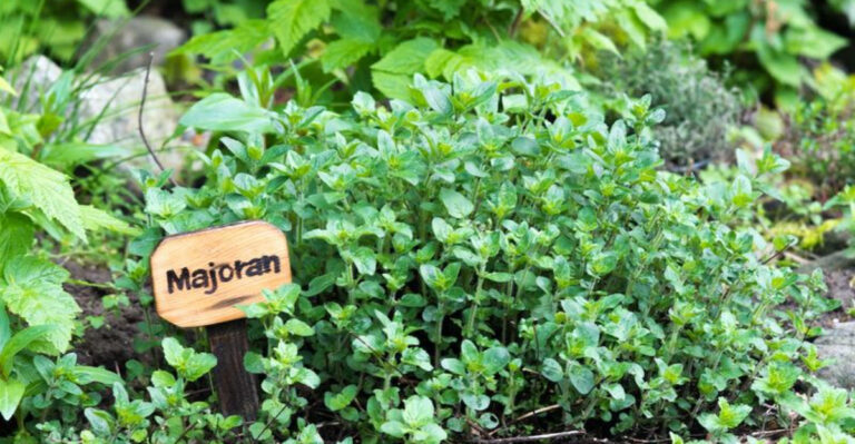 20 Popular Herbs Make The Perfect Filler Plants For Your Garden ...