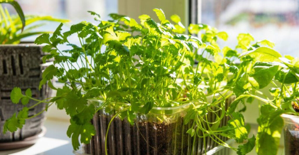 21 Herbs That Grow Well on a Sunny Windowsill - Complete Gardening