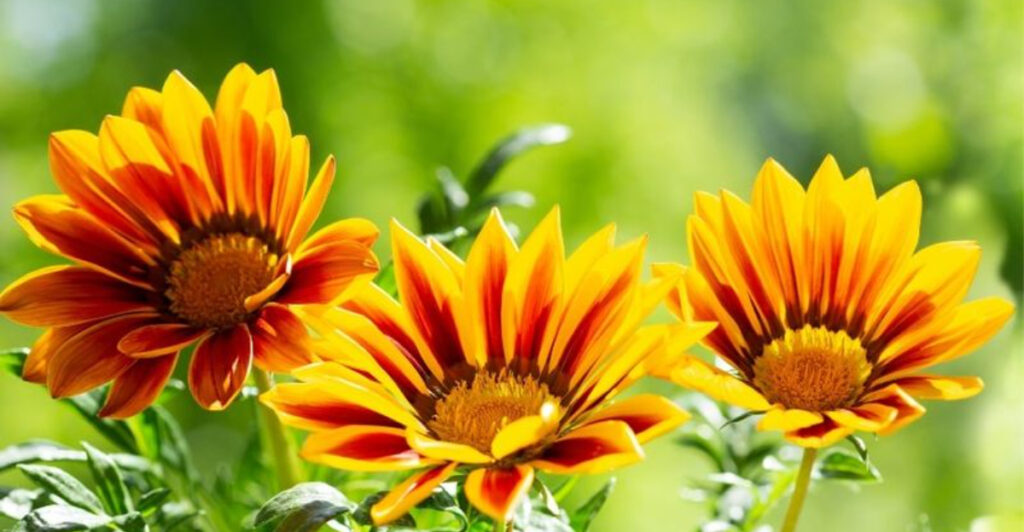 22 Stunning Plants That Don’t Need a Drop of Water to Survive ...