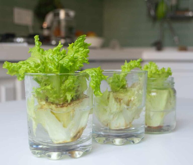 22 Vegetables That Keep Regrowing After You Harvest Them (And 5 More ...