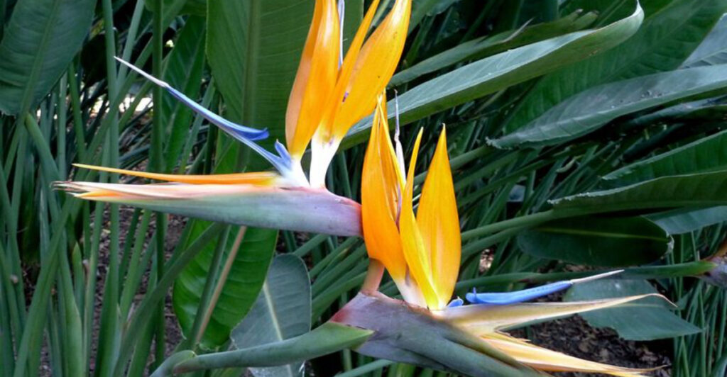25 Best Houseplants For Every Type Of Friend - Complete Gardening