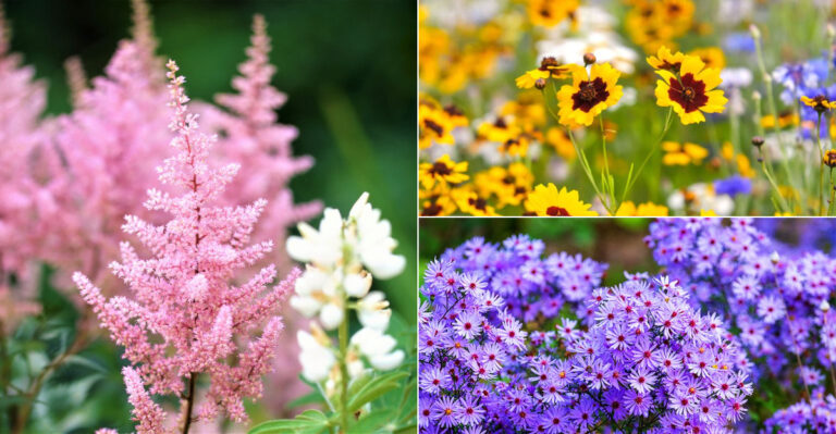 26+ Perennial Flowers That Keep Your Vases Full and Your Garden ...