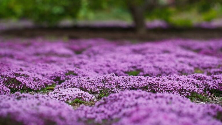 27 Easy-To-Grow Ground Cover Plants That Flourish Around Tree Roots ...