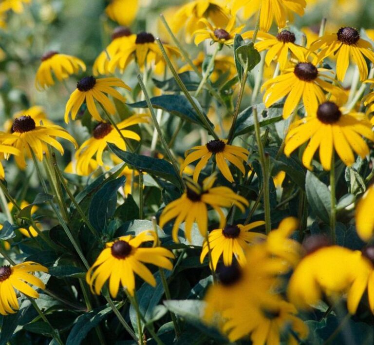 27 Native Wildflowers That Bloom All Summer Long - Complete Gardening