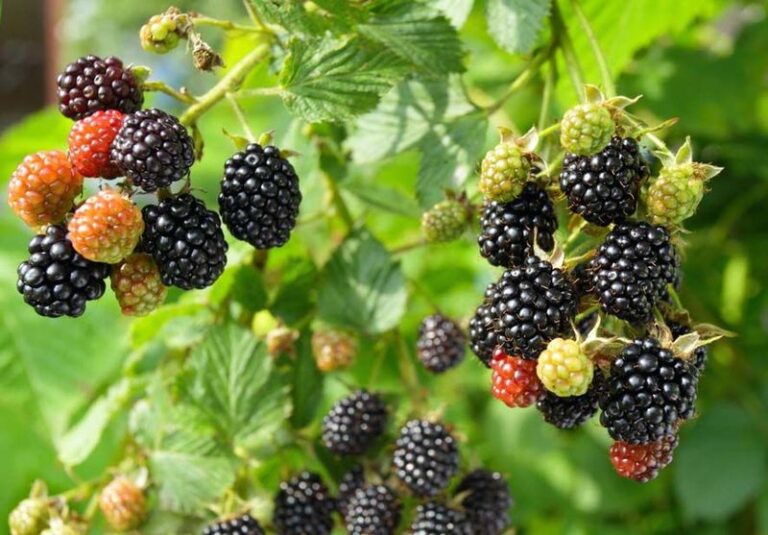 28 Types of Purple Fruits - Complete Gardening