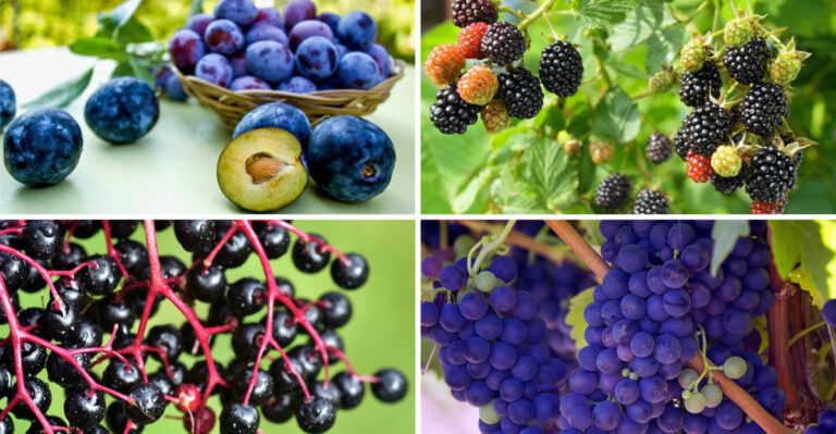 28 Types of Purple Fruits - Complete Gardening