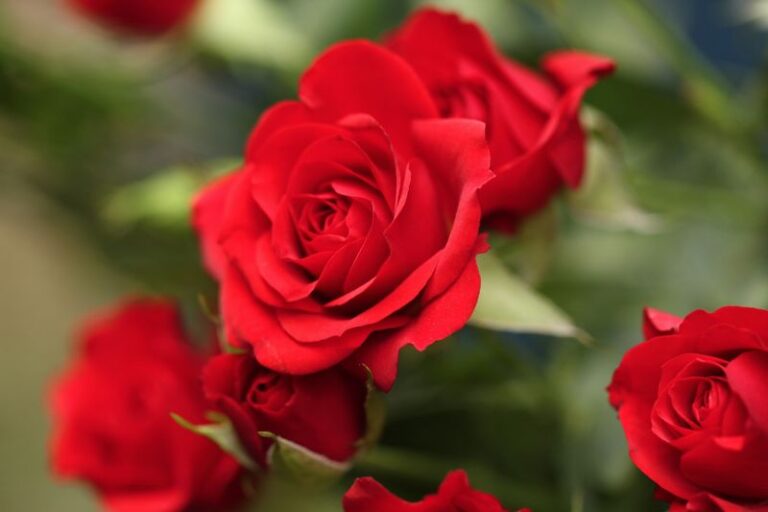 29 Flower Names And Their Meanings (Plus Some That Will Truly Surprise ...