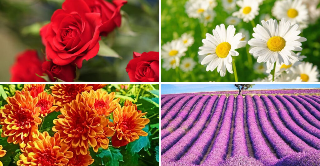 29 Flower Names And Their Meanings (Plus Some That Will Truly Surprise ...