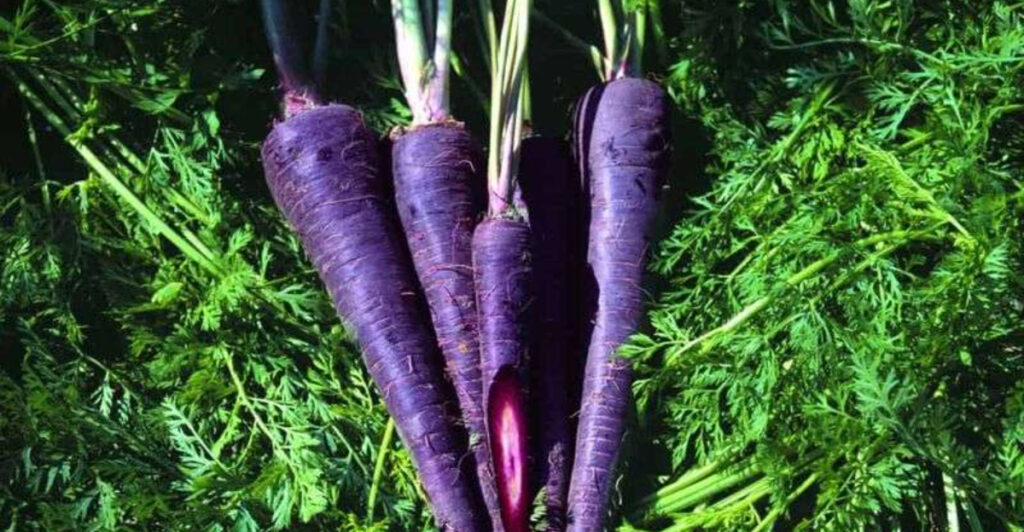 30 Fun Crops to Bring Life to Your Chaos Garden (Color, Flavor & Wild ...