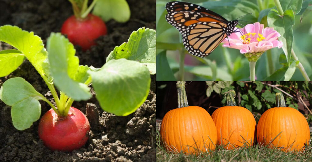 30 Last-Chance Plants You Can Still Start in June (Before It’s Too Late ...