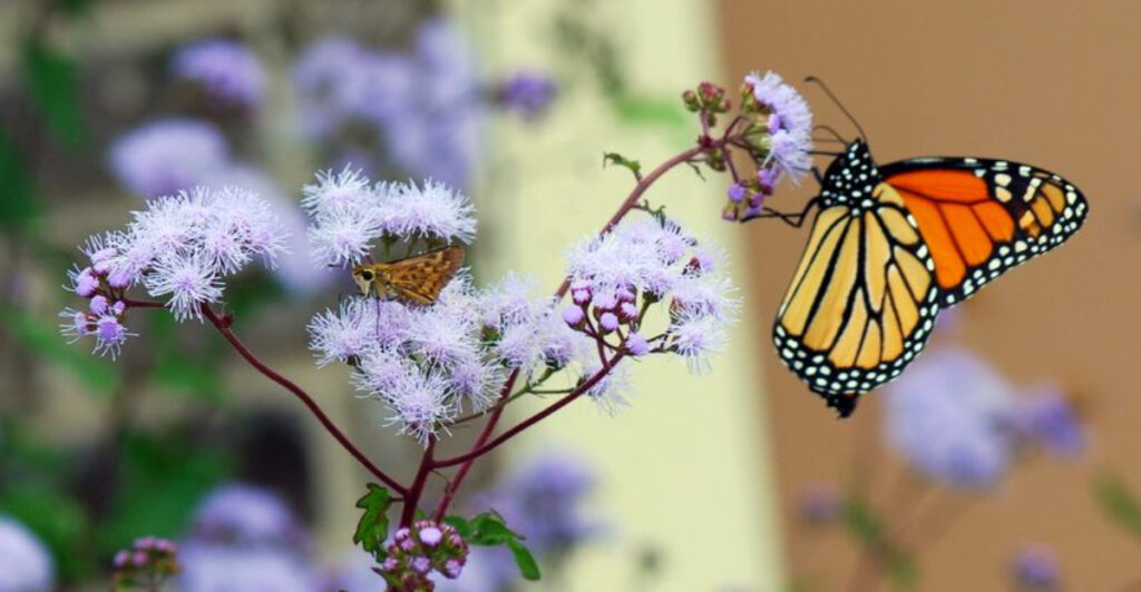 7 Reasons Why Butterflies Can’t Resist Monarch Magic Ageratum Plants ...