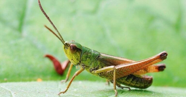 10 Strange But True Facts About Grasshoppers You’ll Regret Not Knowing - Complete Gardening