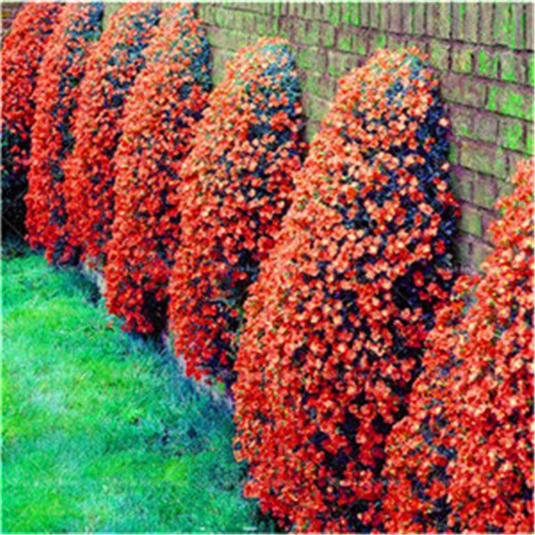 8 Orange Flowering Ground Covers To Beautify Your Yard - Complete Gardening