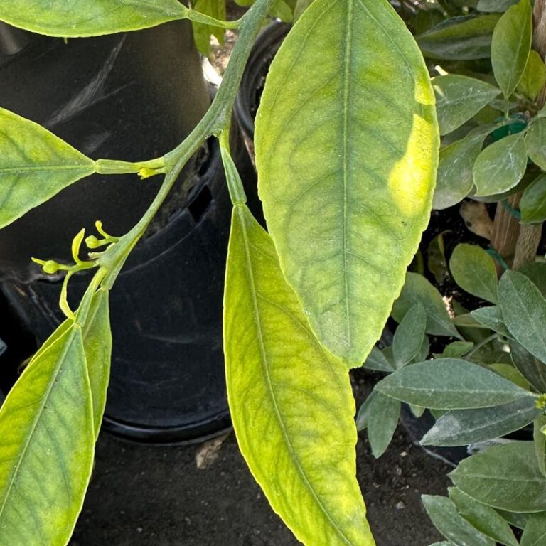 10 Reasons Your Lemon Tree Leaves Are Turning Yellow - Complete Gardening