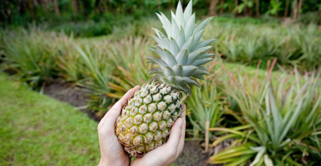 9 Easy Ways to Tell If a Pineapple Is Ripe (Before You Slice ...