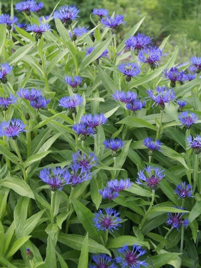 34 Bold Blue Perennials That Will Never Leave Your Yard Once Planted ...