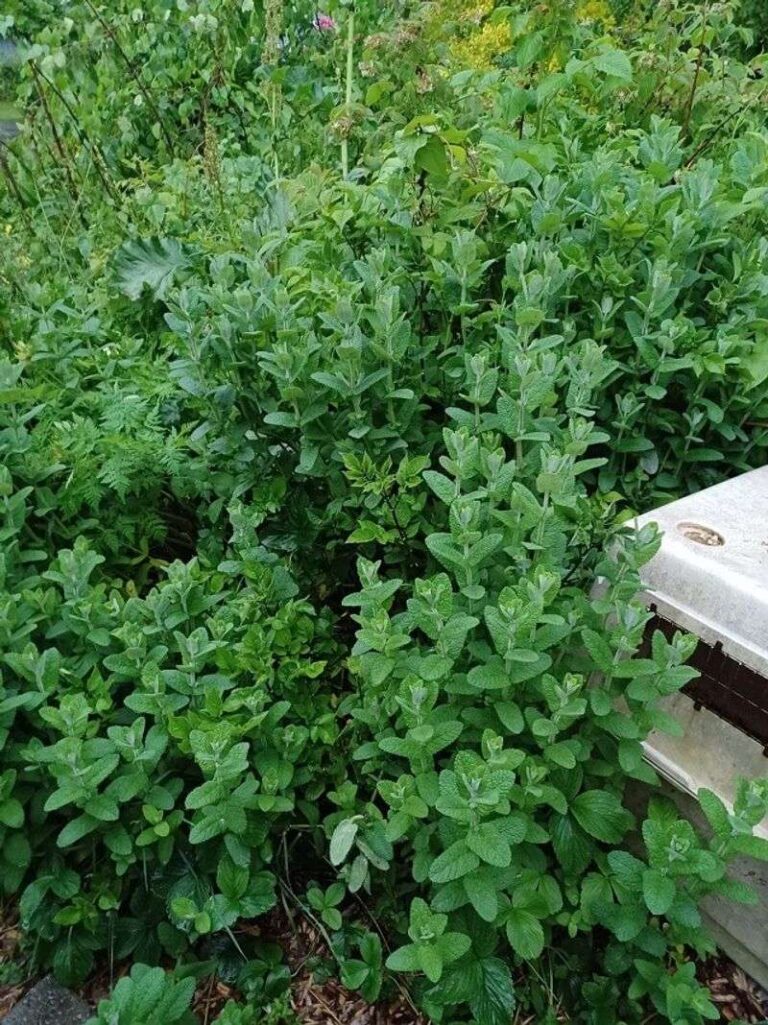 What You Didn’t Know About Mint (And Why It’s Dangerous) - Complete ...