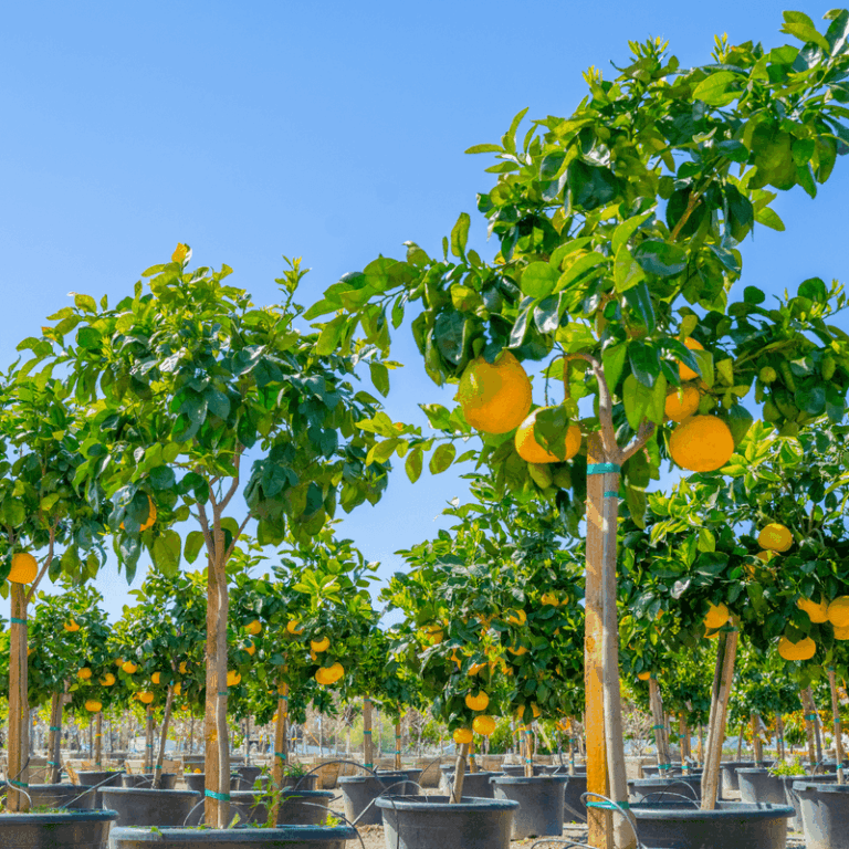 Here's How Long It Will Take Store-Bought Fruit Trees To Produce ...