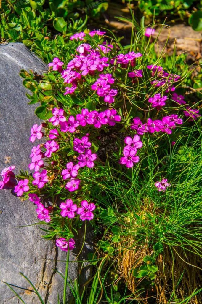 20 Alpine Flowers That Create A Mountain Garden Vibe - Complete Gardening
