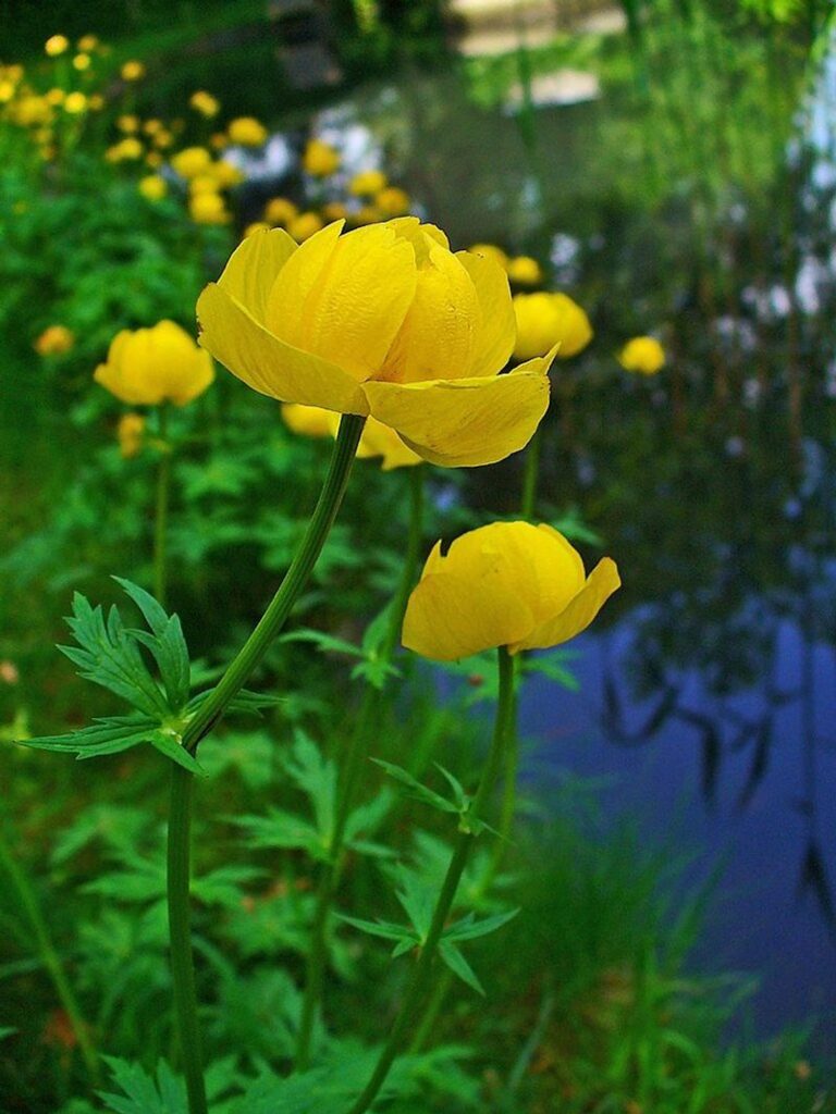 20 Alpine Flowers That Create A Mountain Garden Vibe - Complete Gardening