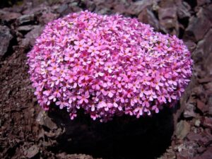 20 Alpine Flowers That Create A Mountain Garden Vibe - Complete Gardening