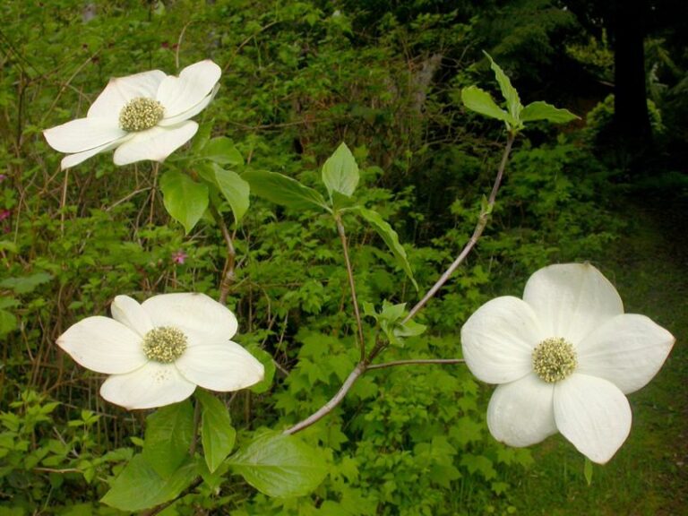 13 Best Fire-Resistant Trees for a Defensible Landscape - Complete ...