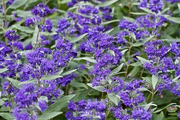 34 Bold Blue Perennials That Will Never Leave Your Yard Once Planted ...