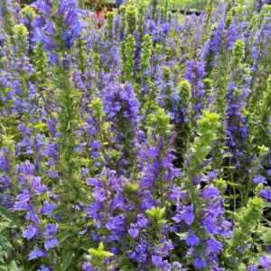 34 Bold Blue Perennials That Will Never Leave Your Yard Once Planted ...