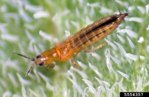 18 Common Garden Pests and How to Get Rid of Them - Complete Gardening