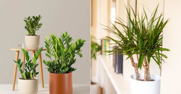 Apartment Gardening: 10 Plants That Thrive Indoors with Zero Sunlight ...