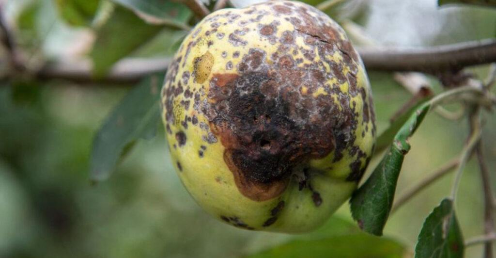 Apple Scab: How to Identify, Prevent, and Treat This Common Fruit Tree ...