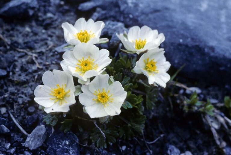 20 Alpine Flowers That Create A Mountain Garden Vibe - Complete Gardening