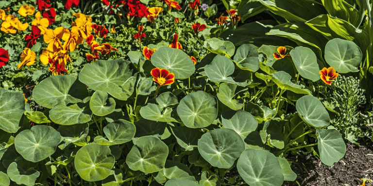 Reasons Why You Should Grow Nasturtiums And How To Use This Plant ...