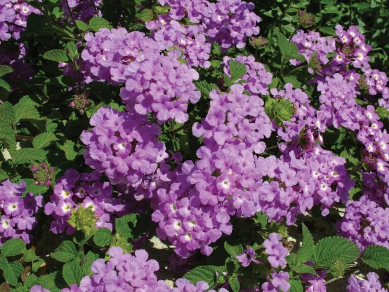 15 Lantana Varieties That Keep Bursting With Color All Summer Long ...