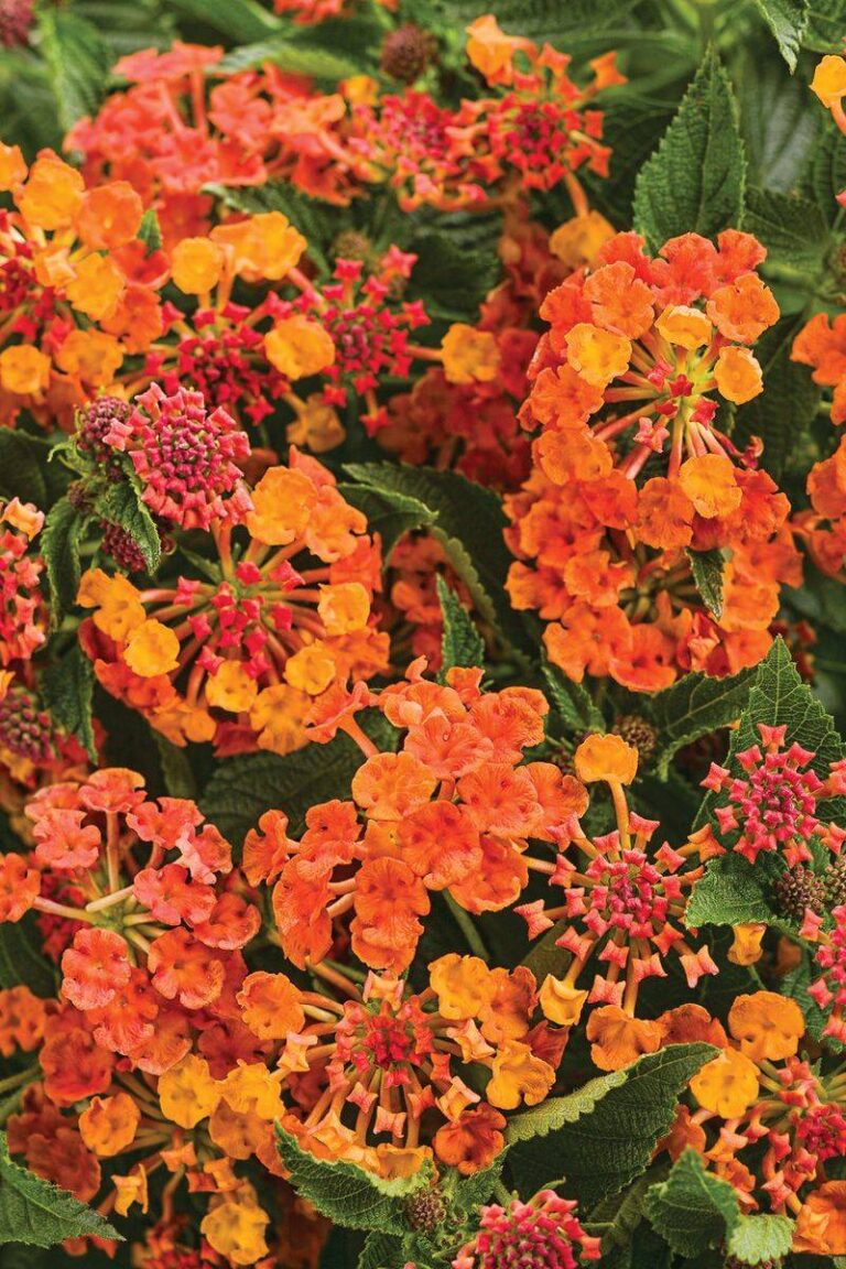 15 Lantana Varieties That Keep Bursting With Color All Summer Long ...