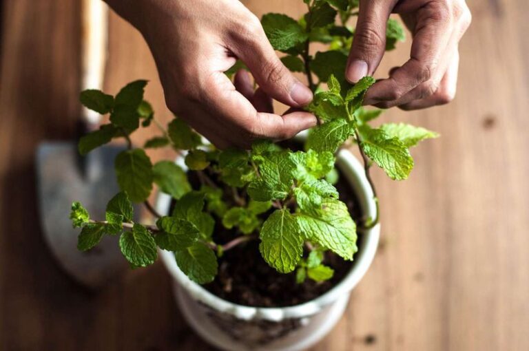 Grow These 7 Herbs for Flavor—Avoid These 3 That Taste Like Soap ...
