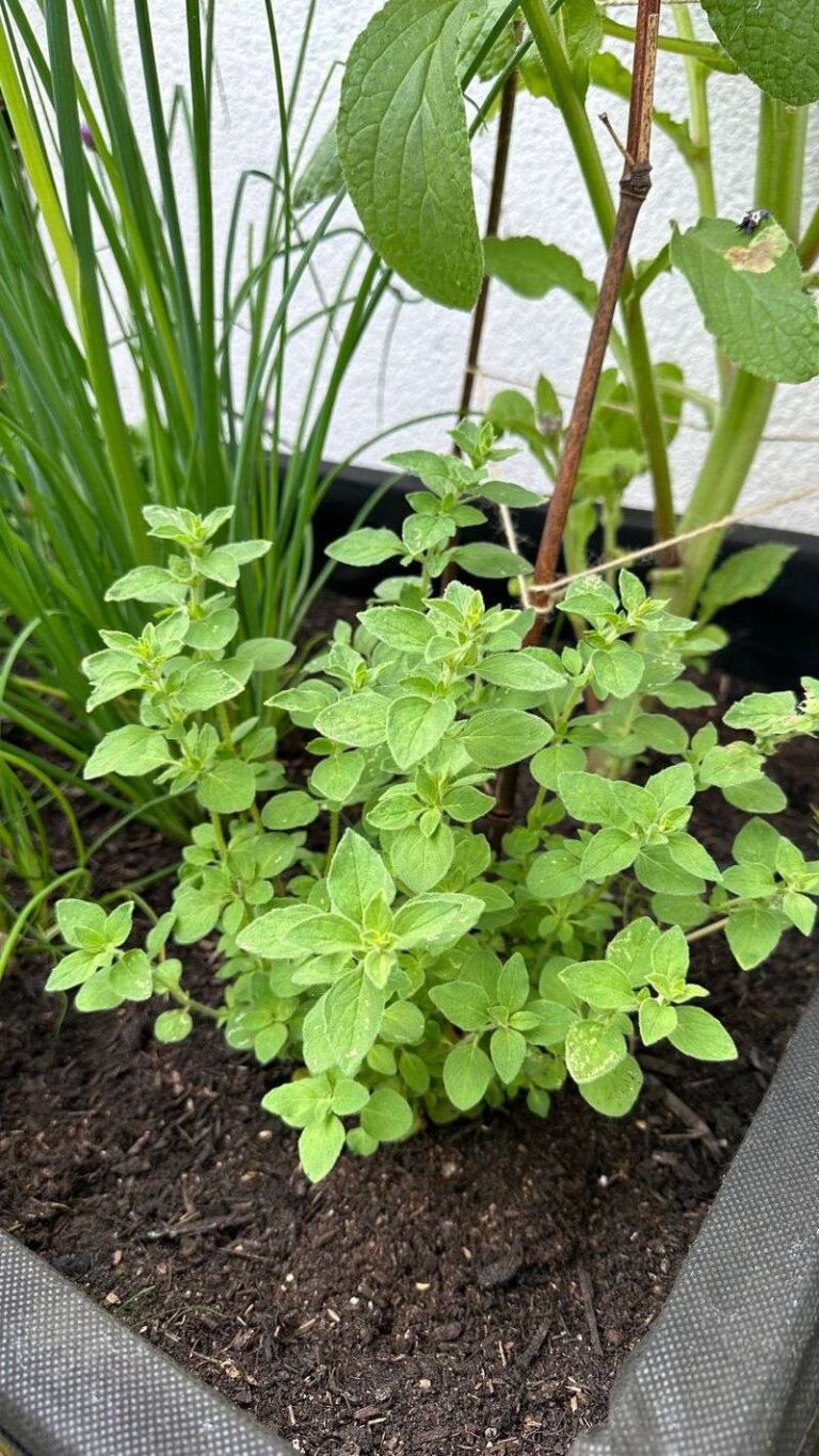 Grow These 21 Companion Plants With Corn For A More Abundant Harvest ...