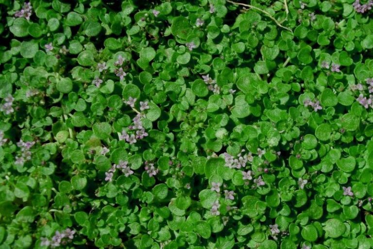 27 Easy-To-Grow Ground Cover Plants That Flourish Around Tree Roots ...