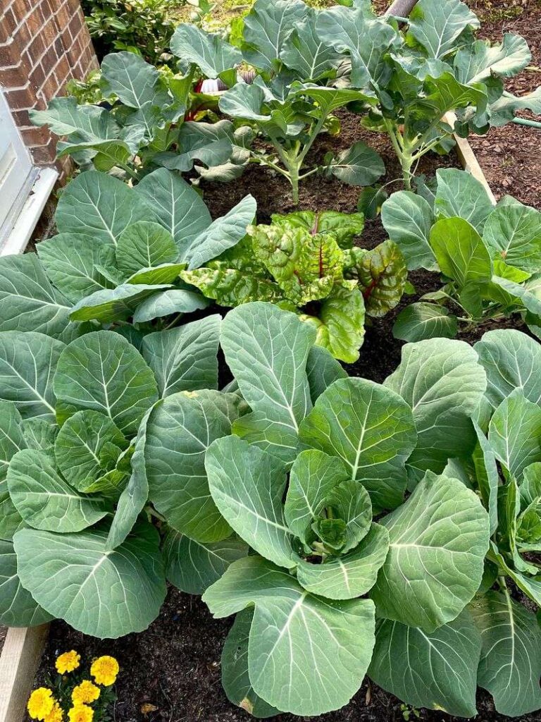 17 Vegetables That Can Handle Cold Weather - Complete Gardening