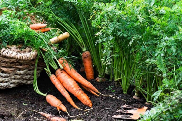 12 Crops That Thrive in Shade (Yes, Really!) - Complete Gardening