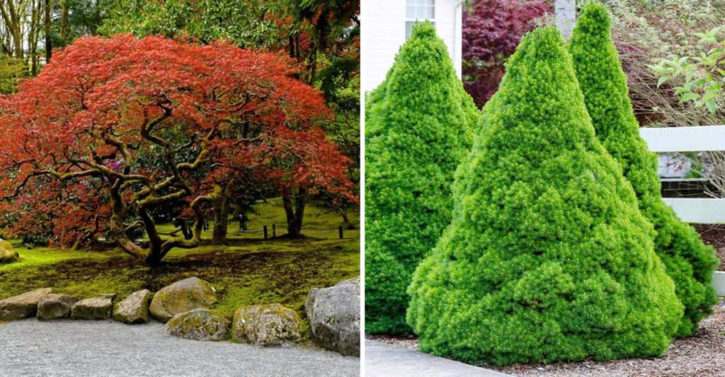 Best Small Trees for Big Color in Tiny Yards - Complete Gardening