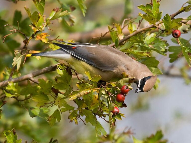 16 Trees That Bring Birds Flocking to Your Yard - Complete Gardening