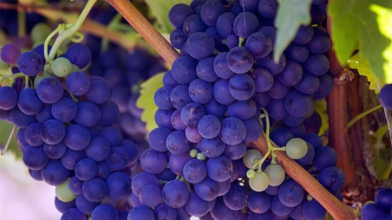 28 Types of Purple Fruits - Complete Gardening