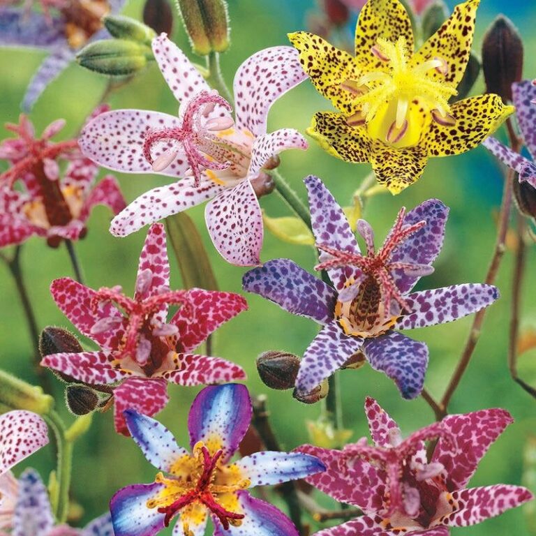 18 Short Perennial Flowers Ideal For Small Gardens - Complete Gardening