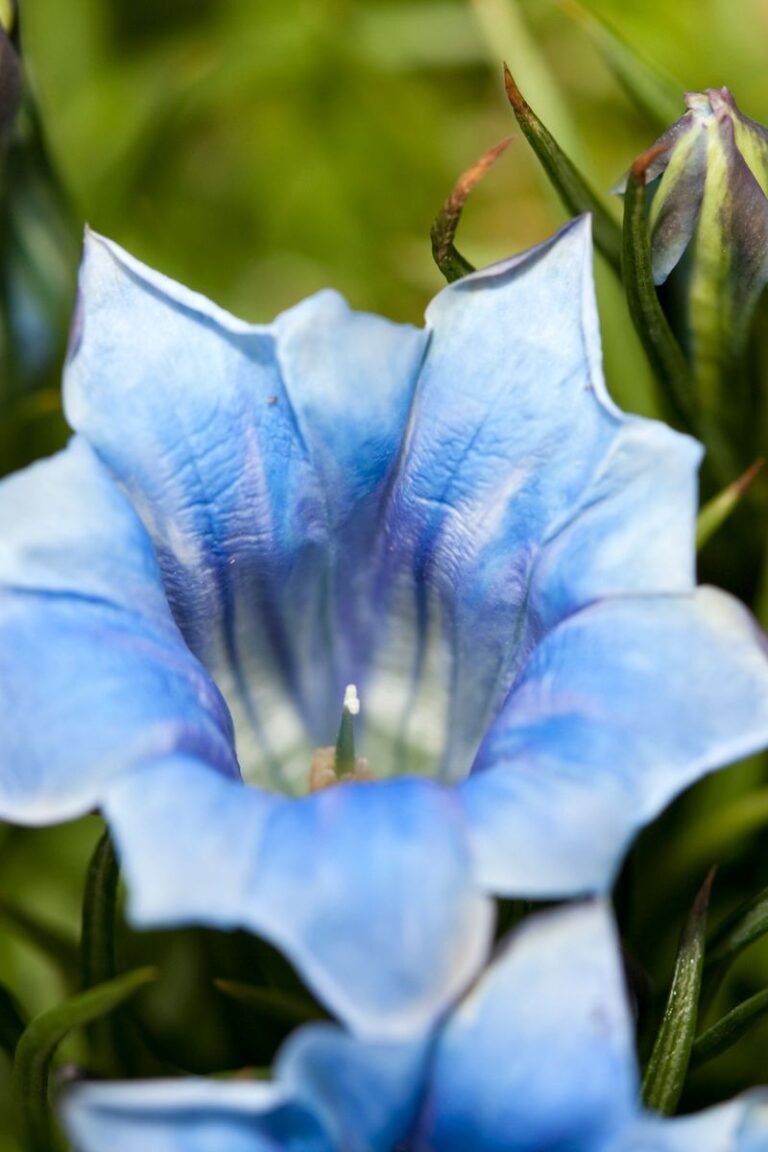 34 Bold Blue Perennials That Will Never Leave Your Yard Once Planted ...