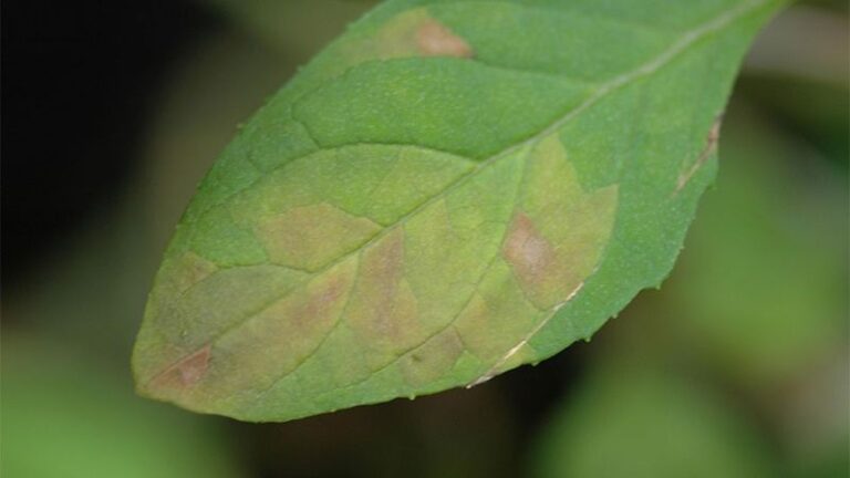 18 Common Butterfly Bush Problems And Diseases You Shouldn’t Ignore ...
